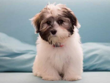 The Dogs of Dubai and the Emirates | NewDoggy.com