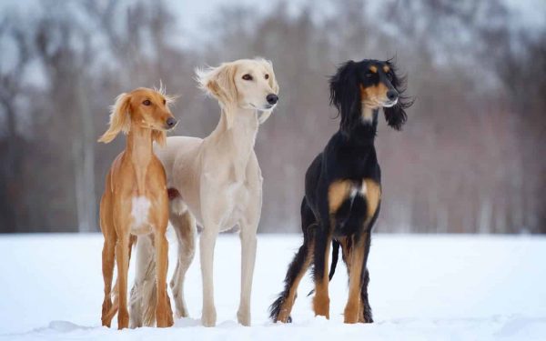 The History of Saluki | NewDoggy.com