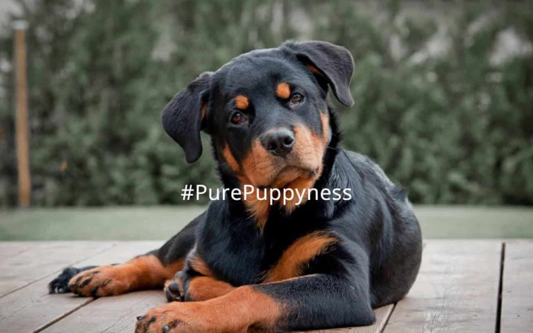 History of the Rottweiler | NewDoggy.com