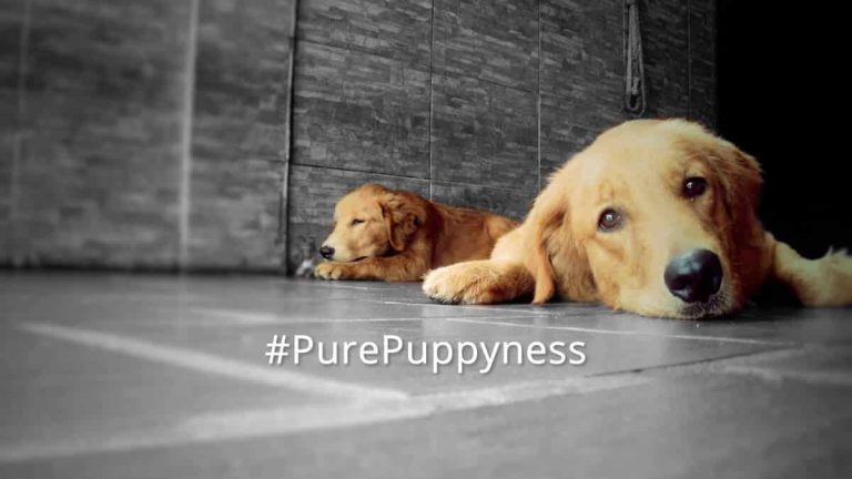 History of the Golden Retriever | NewDoggy.com