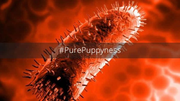 What You Should Know About Rabies | NewDoggy.com