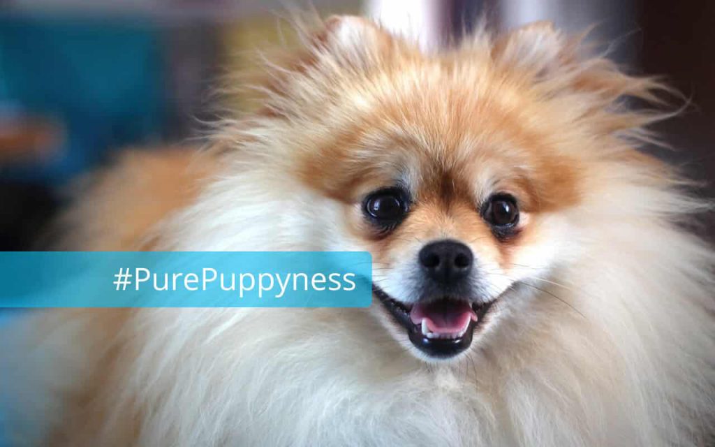 History of the German Spitz | NewDoggy.com