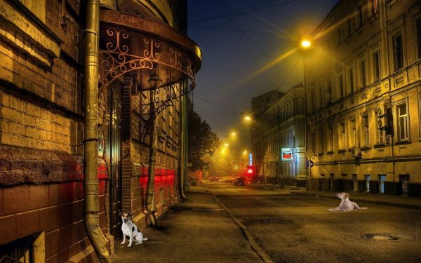 The stray dogs of Moscow | NewDoggy.com