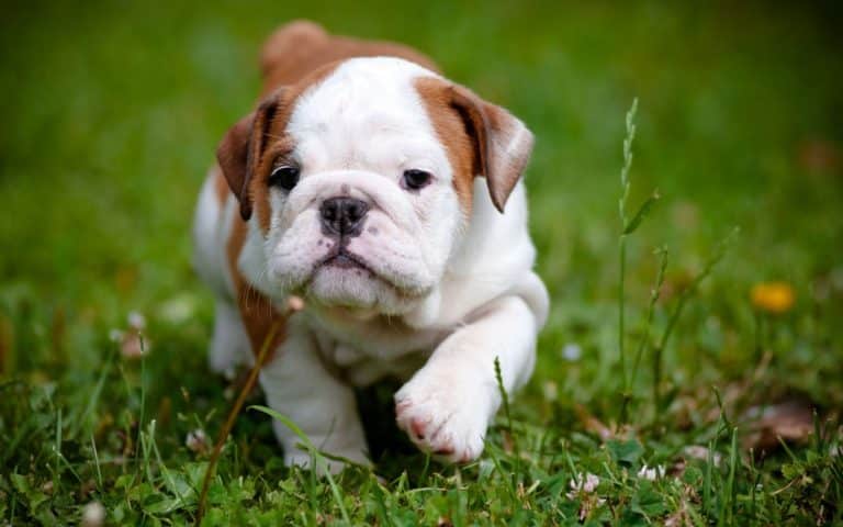 The History of English Bulldog | NewDoggy.com