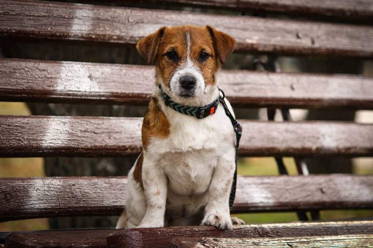 Danish Dog Breeds | NewDoggy.com