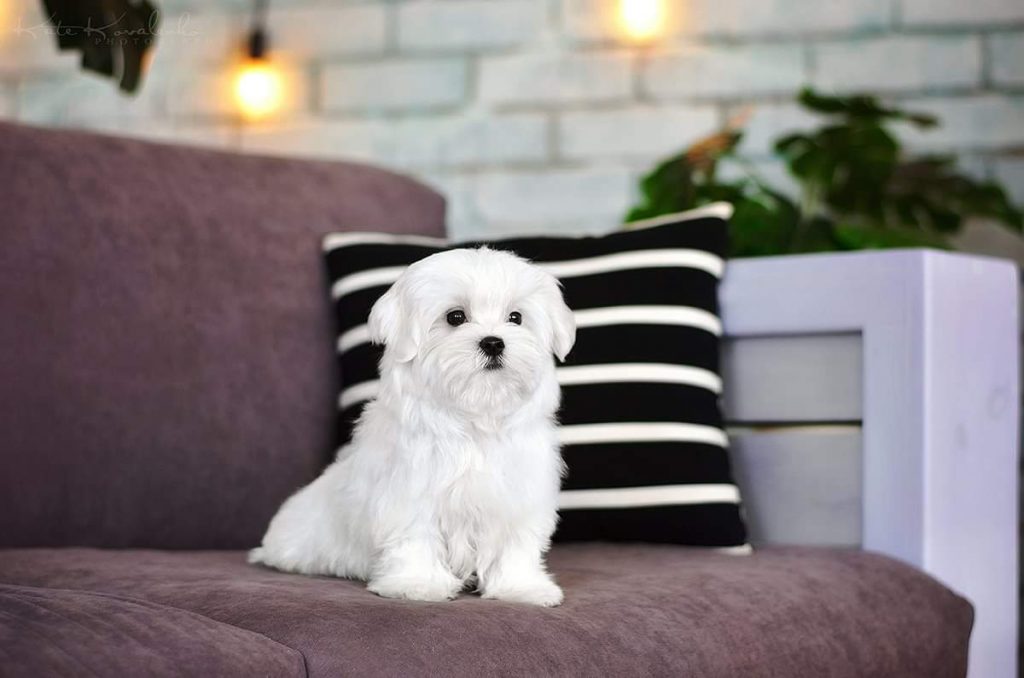 Maltese Dogs and Puppies for sale | NewDoggy.com