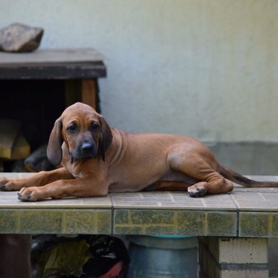 Rhodesian Ridgeback Dogs and Puppies for sale | NewDoggy.com