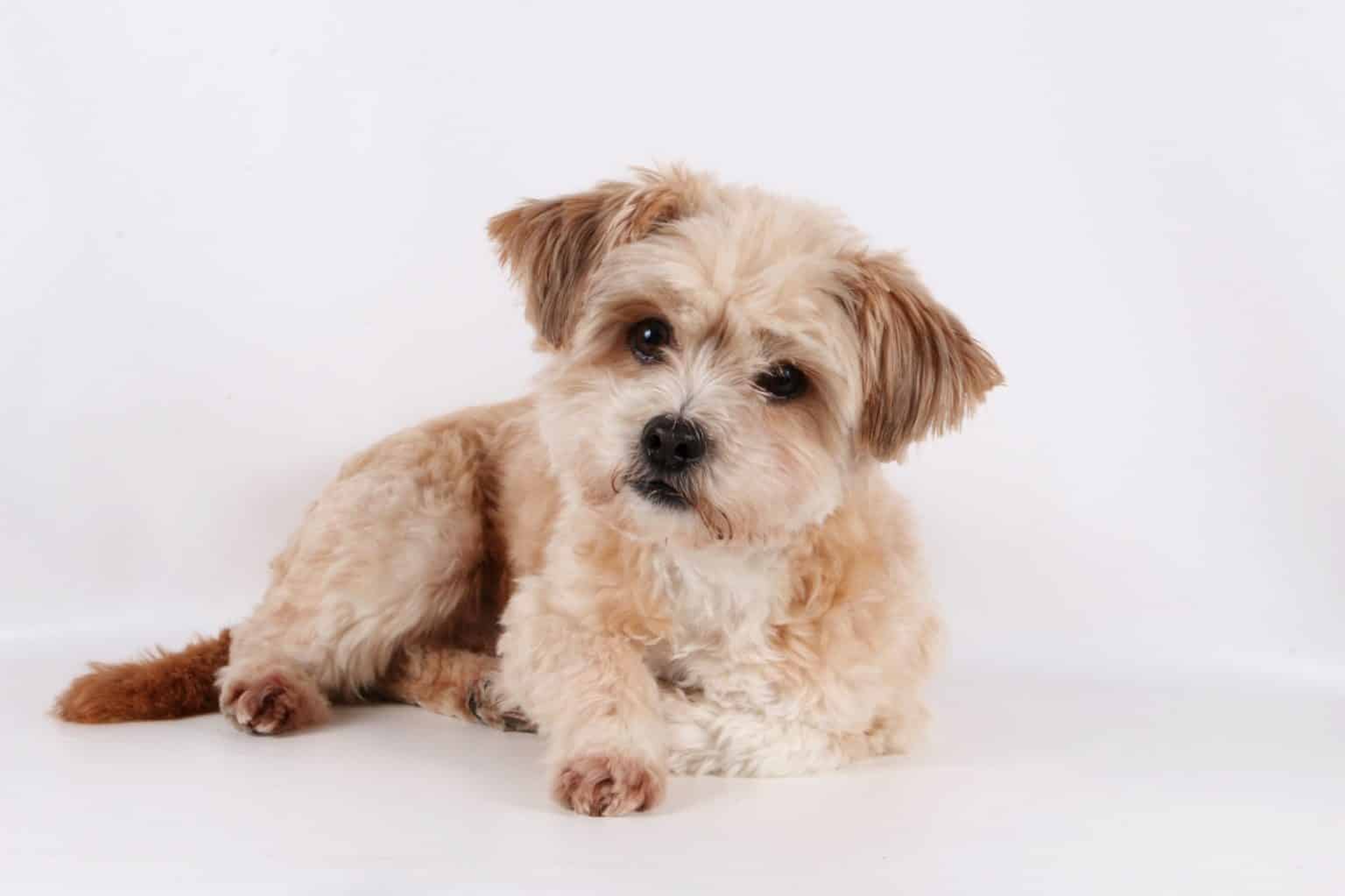 Designer Dogs: The Cutest mixed dog breeds | NewDoggy.com