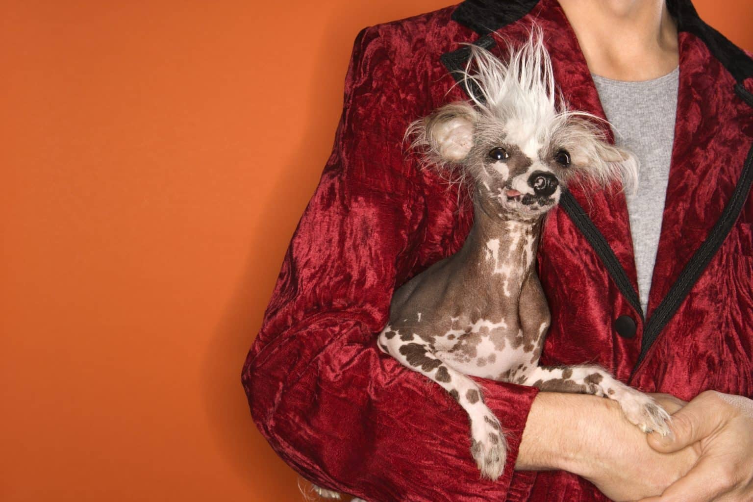 Most bizarre looking dog breeds | NewDoggy.com