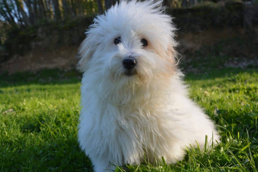 Coton De Tulear Dogs and Puppies for sale | NewDoggy.com