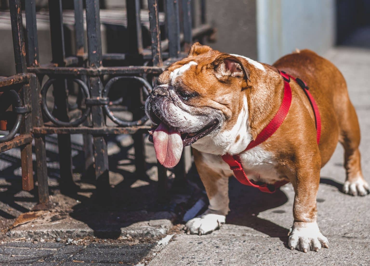 English Bulldog Dogs and Puppies for sale | NewDoggy.com