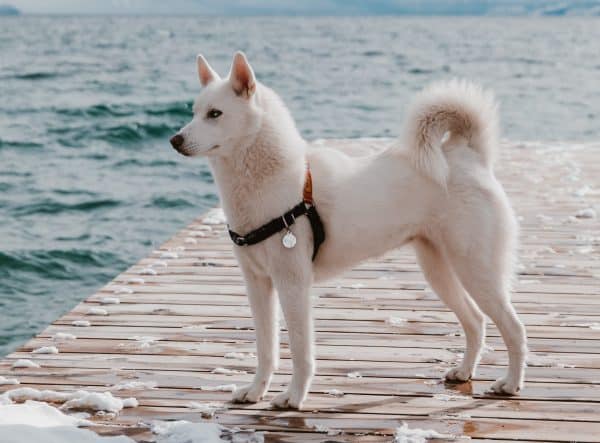 Yakutian Laika Breed Information | NewDoggy.com