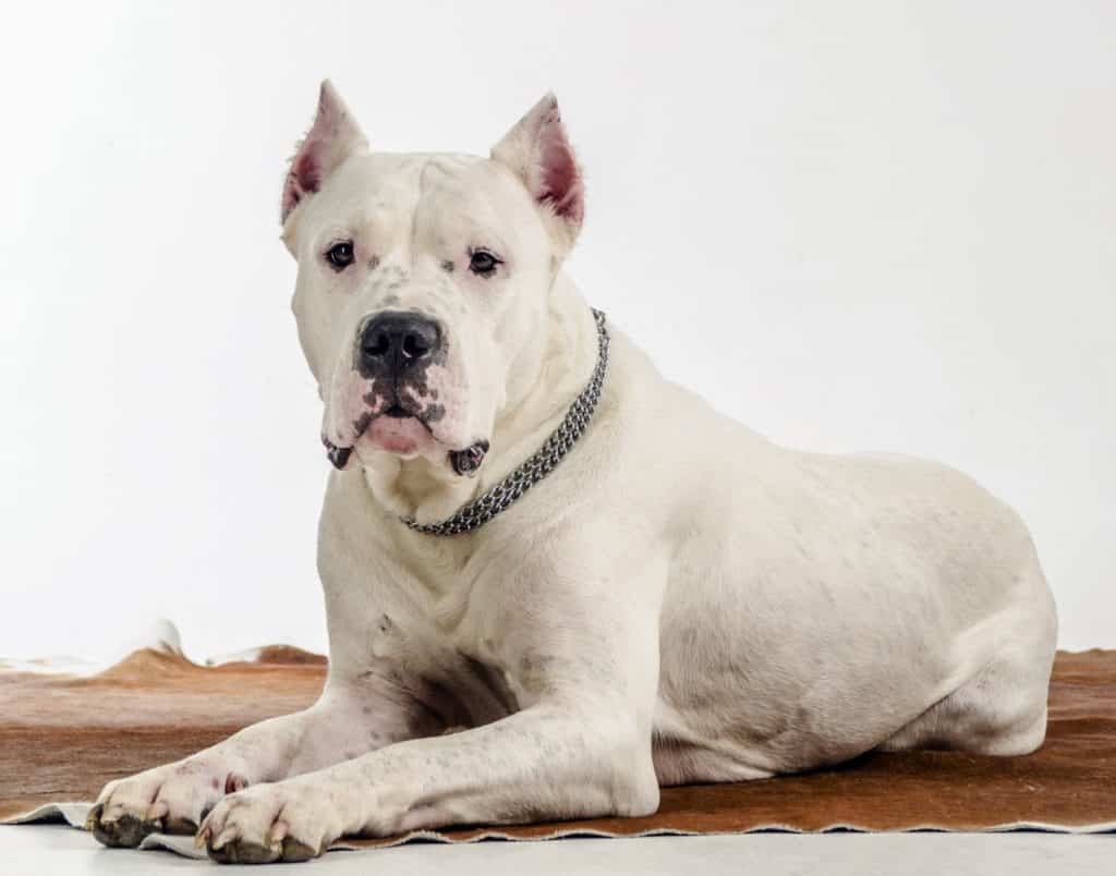 Argentine Dogo Dogs and Puppies for sale | NewDoggy.com
