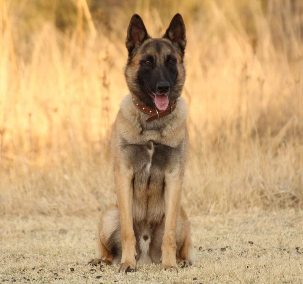 Malinois Dogs and Puppies for sale | NewDoggy.com