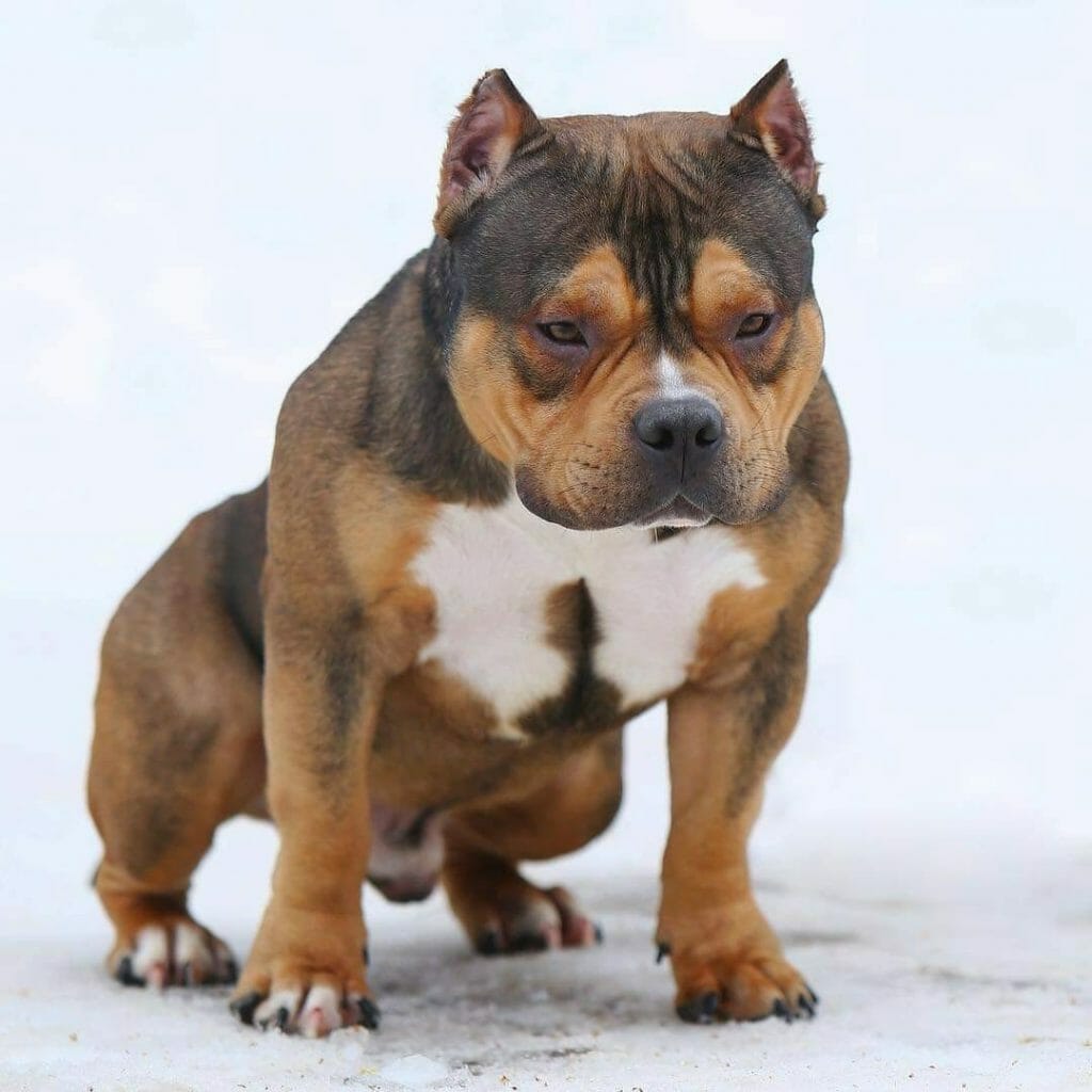 American Bully Breed Information | NewDoggy.com
