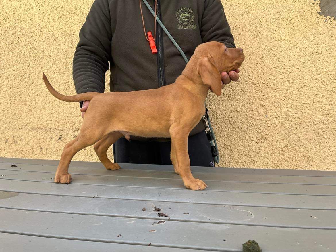 Miniature Vizsla For Sale | lupon.gov.ph