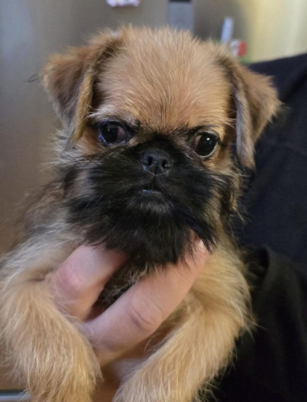 Griffon dog for sale store