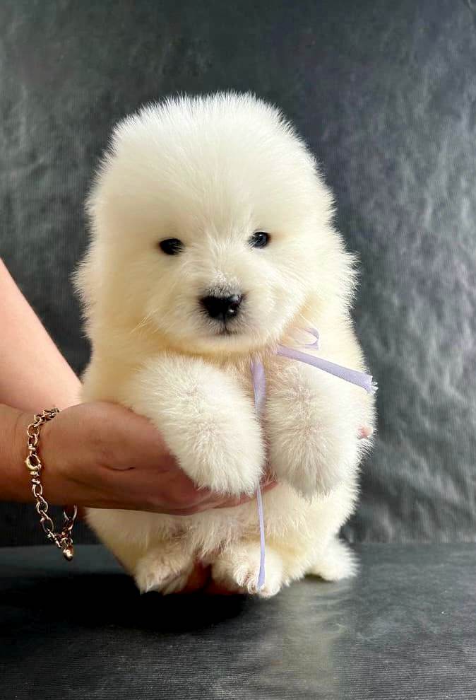 Maverik | Purebred, healthy Samoyed puppy for sale | NewDoggy.com