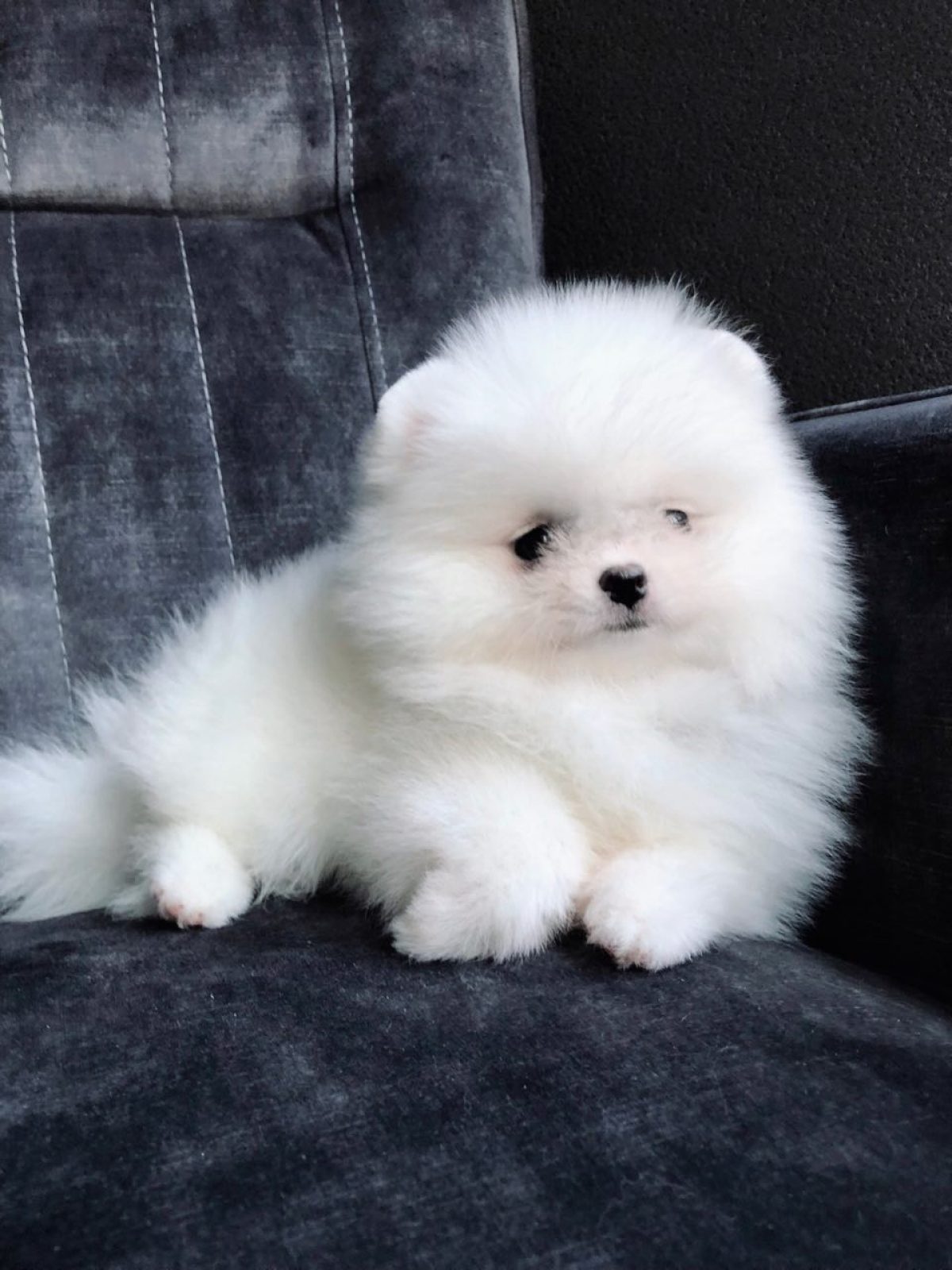 Puppy near me for sale store