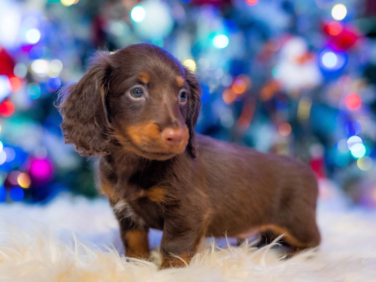 Why English Cream Long Haired Dachshunds Are So Rare & Loved Dog In ...