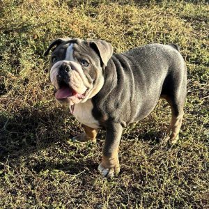 English Bulldog Dogs and Puppies for sale | NewDoggy.com