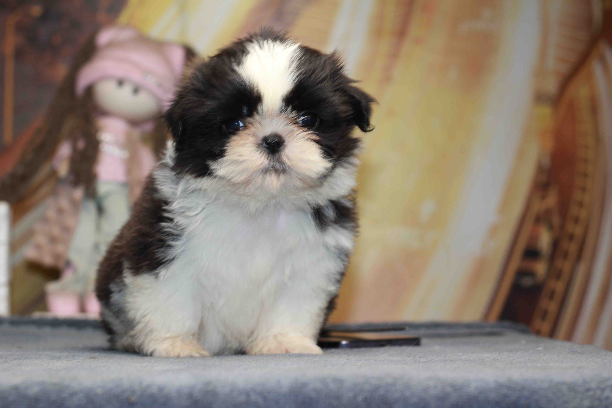 Laura | Purebred, healthy Shih Tzu puppy for sale | NewDoggy.com
