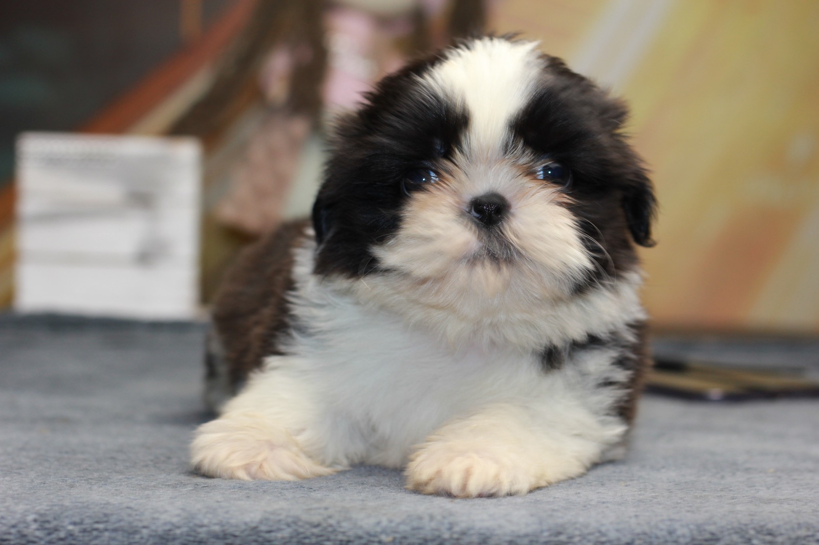 Laura | Purebred, healthy Shih Tzu puppy for sale | NewDoggy.com