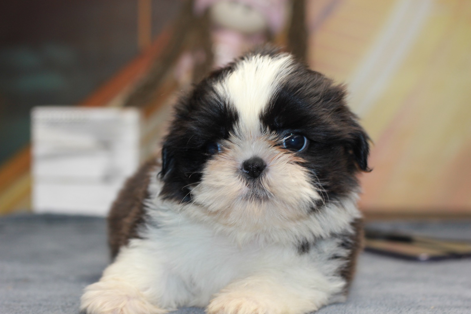 Laura | Purebred, healthy Shih Tzu puppy for sale | NewDoggy.com