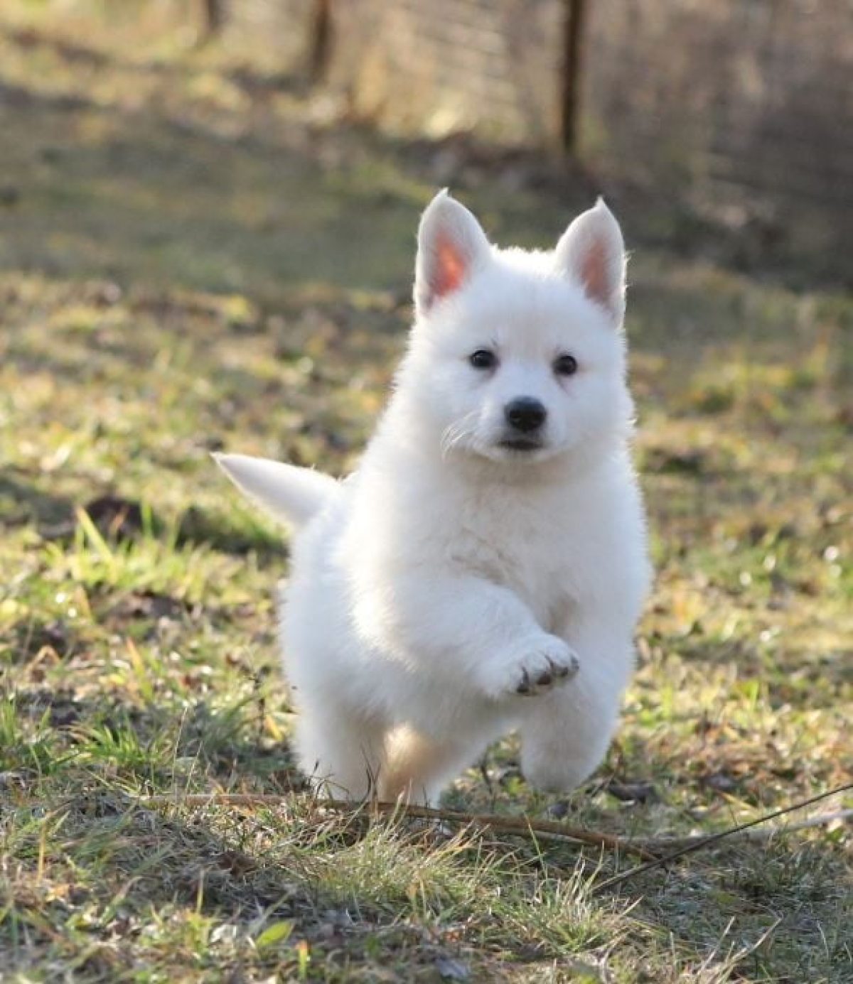 Cream Swedish Shepherd Dog Cream Swedish Shepherd Puppies White And ...