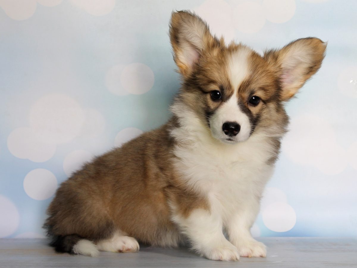 Corgi Dog Welsh Corgi German Shepherd Mix🏤Pembroke Welsh Corgi Corgi ...