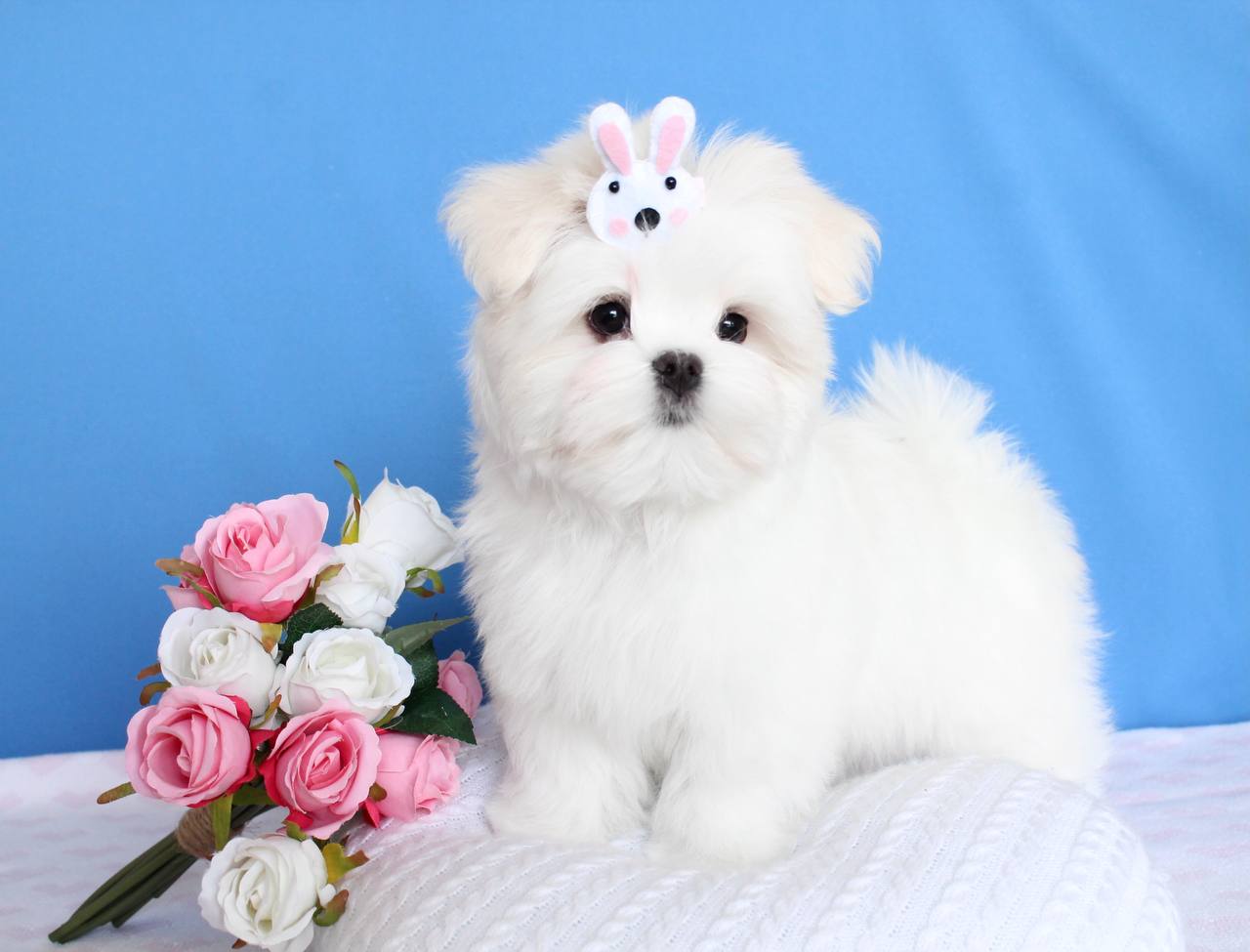 Carnival | Purebred, healthy Maltese puppy for sale | NewDoggy.com