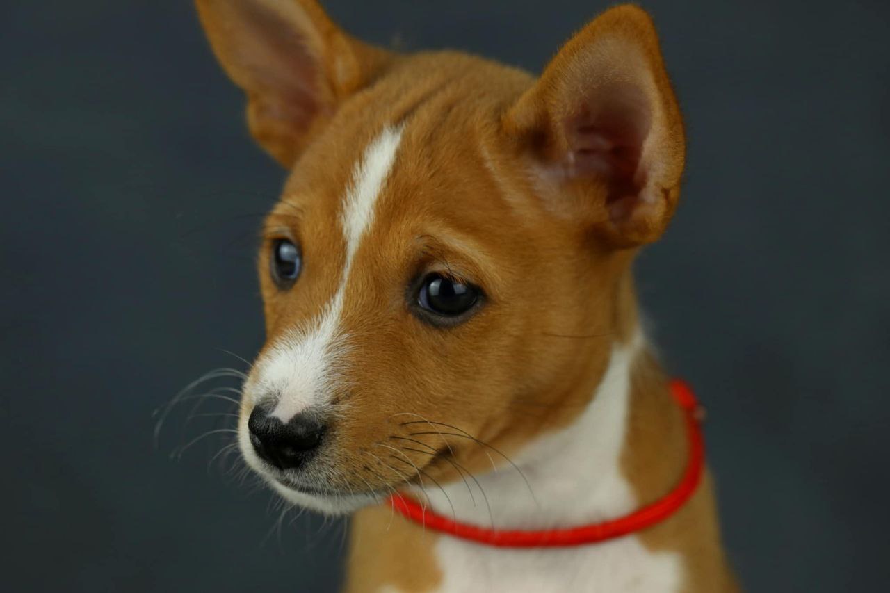 Rosh | Purebred, healthy Basenji puppy for sale | NewDoggy.com