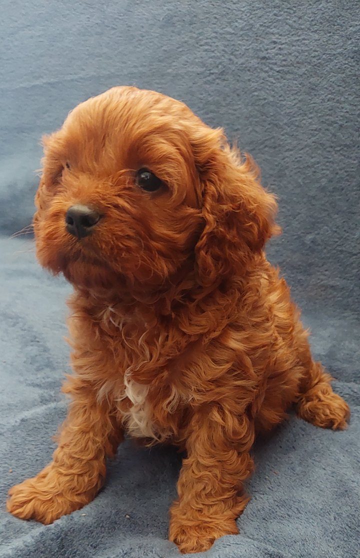 Vegas | Purebred, healthy Cavapoo puppy for sale | NewDoggy.com