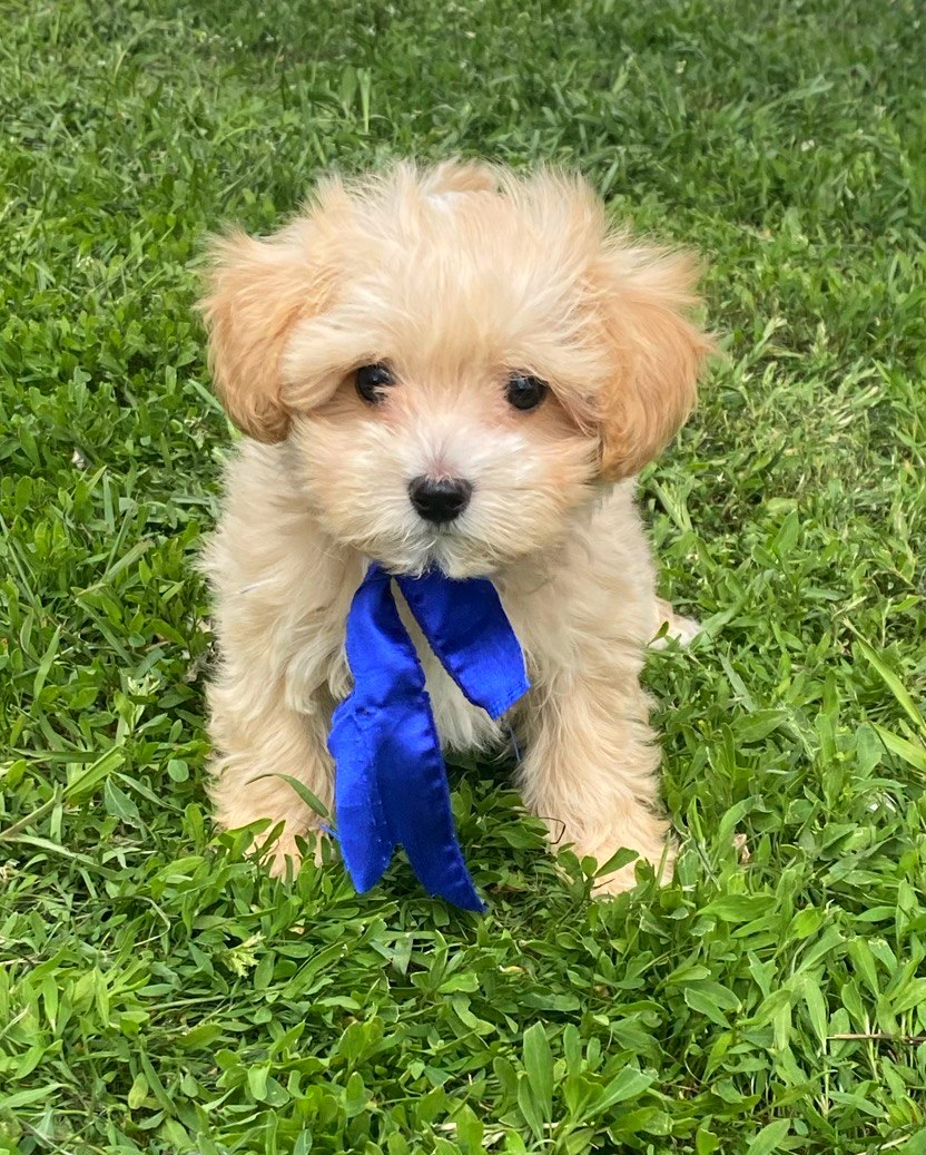Maltipoo puppy for sale | meet Baxter | NewDoggy.com
