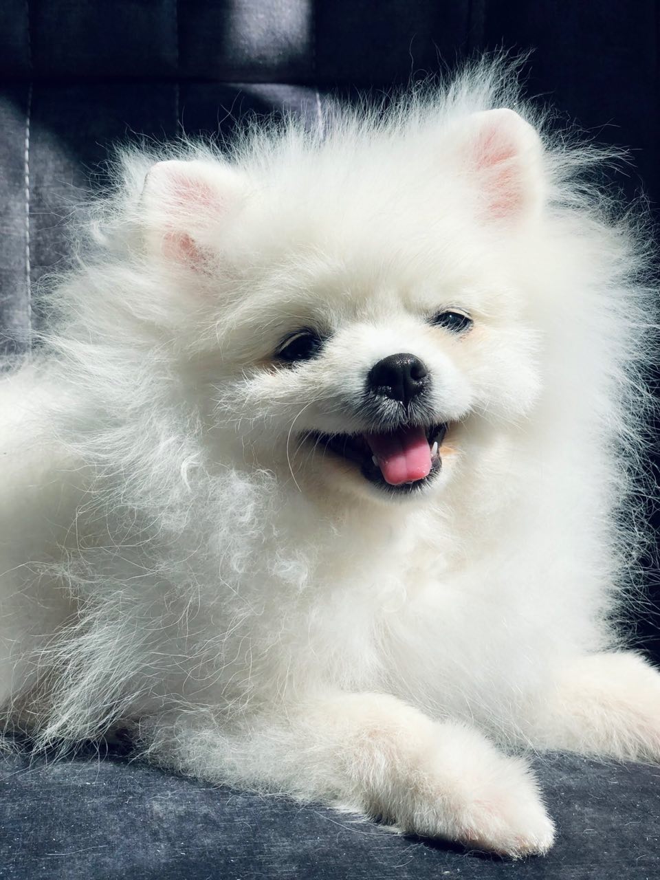 Champion | Purebred, healthy Pomeranian puppy for sale | NewDoggy.com