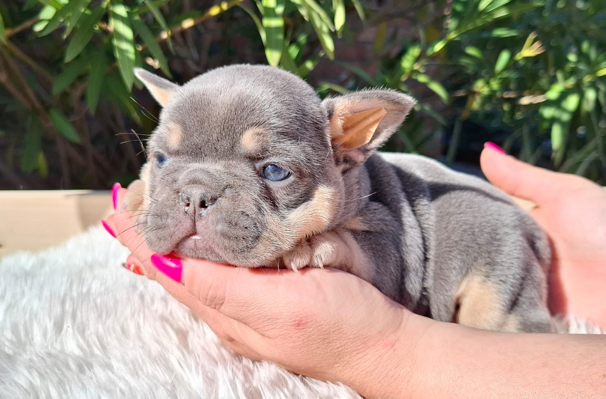 Edna | Purebred, healthy French Bulldog puppy for sale | NewDoggy.com