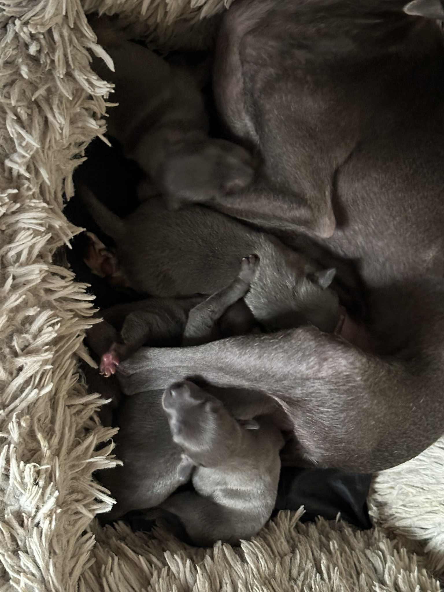 Ivy | Purebred, healthy Italian Greyhound puppy for sale | NewDoggy.com