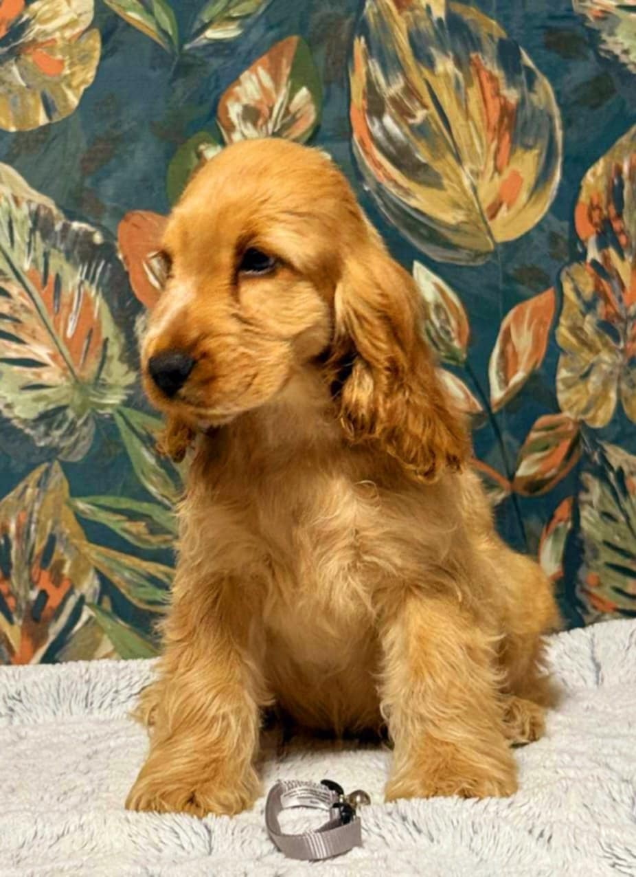 Skye | Purebred, healthy English Cocker Spaniel puppy for sale ...