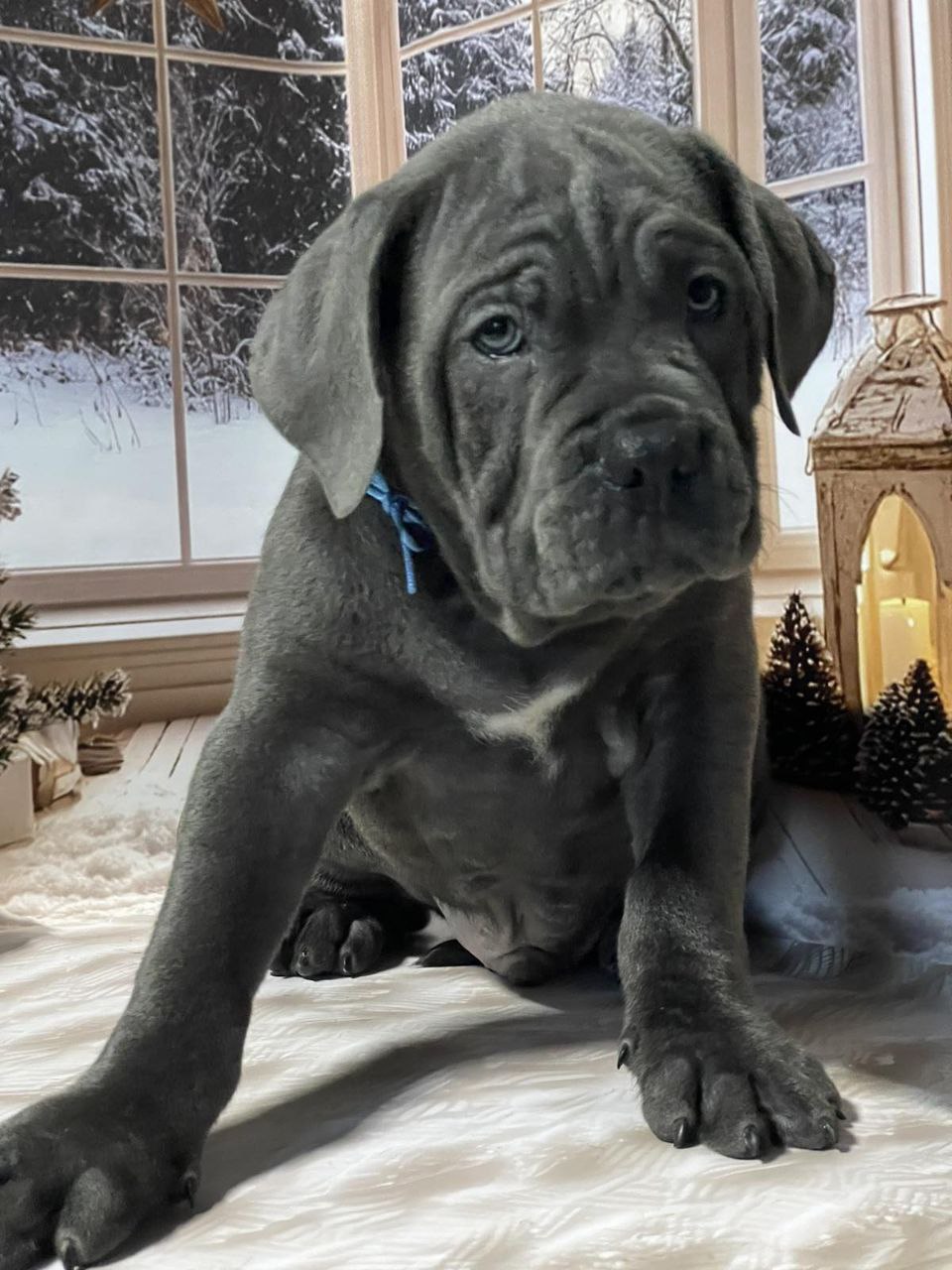 Dixon | Purebred, healthy Cane Corso puppy for sale | NewDoggy.com