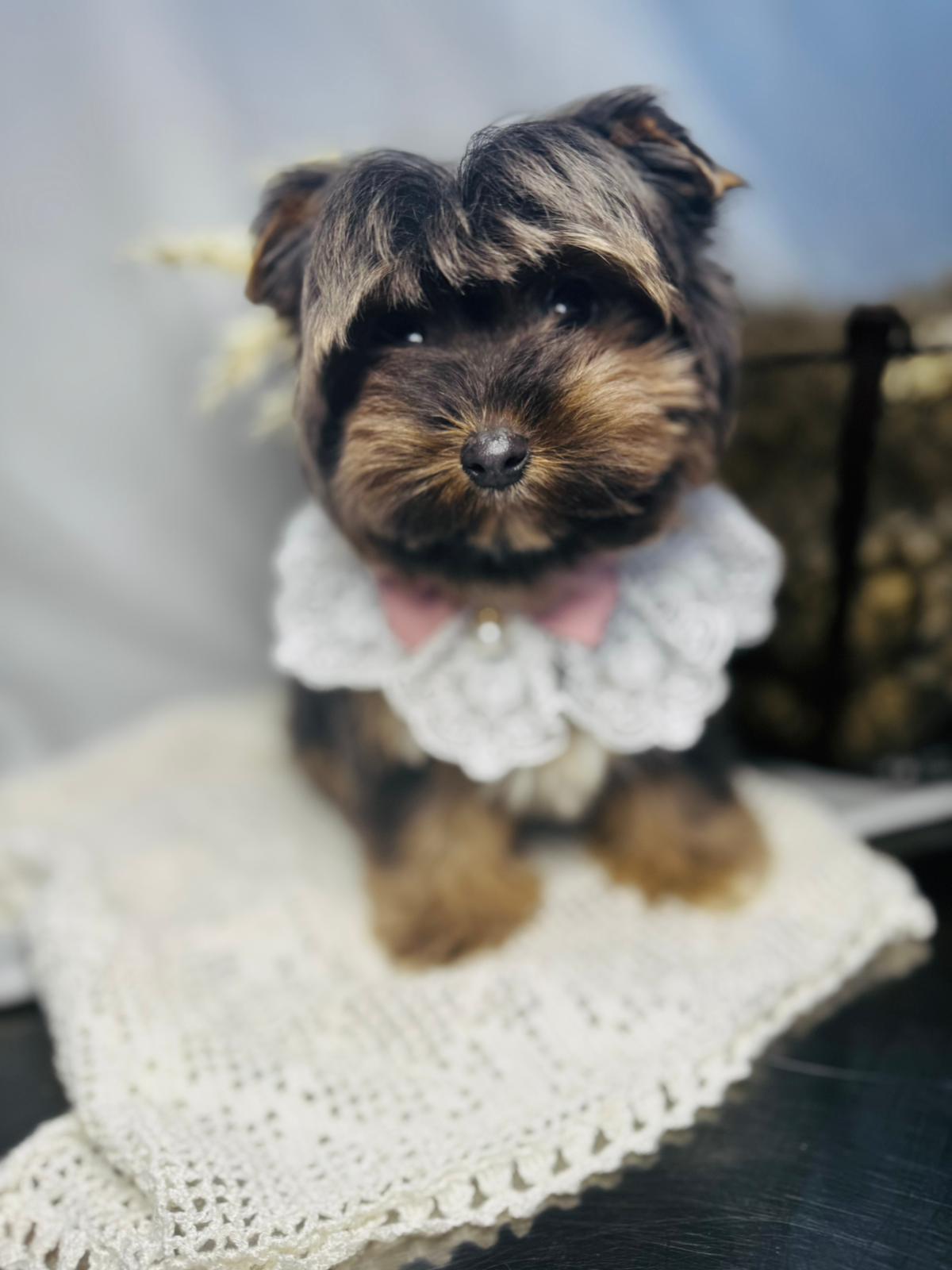 Amara | Purebred, healthy Yorkshire Terrier puppy for sale | NewDoggy.com