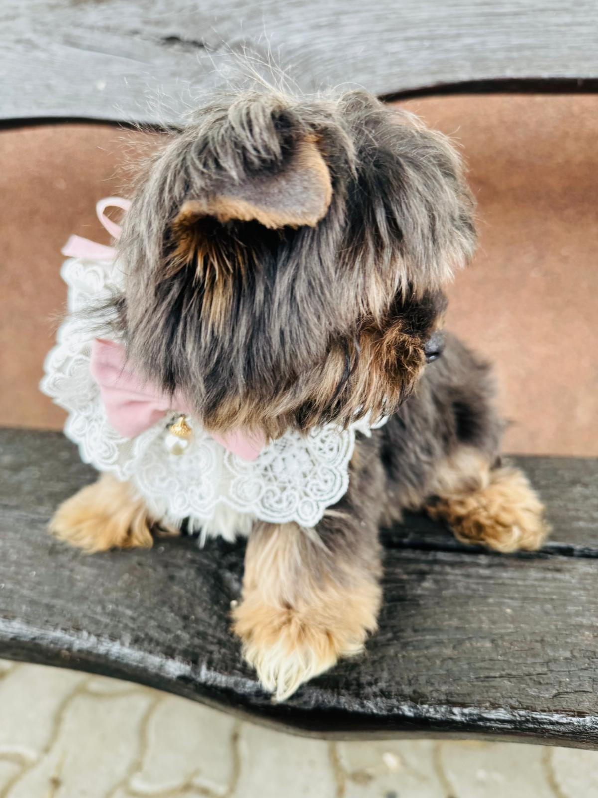 Amara | Purebred, healthy Yorkshire Terrier puppy for sale | NewDoggy.com