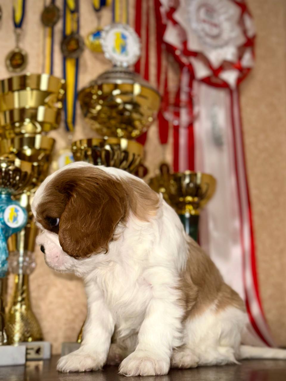 Felix | Purebred, healthy Cavalier King Charles Spaniel puppy for sale ...