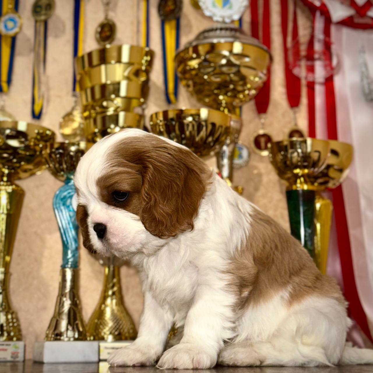 Felix | Purebred, healthy Cavalier King Charles Spaniel puppy for sale ...