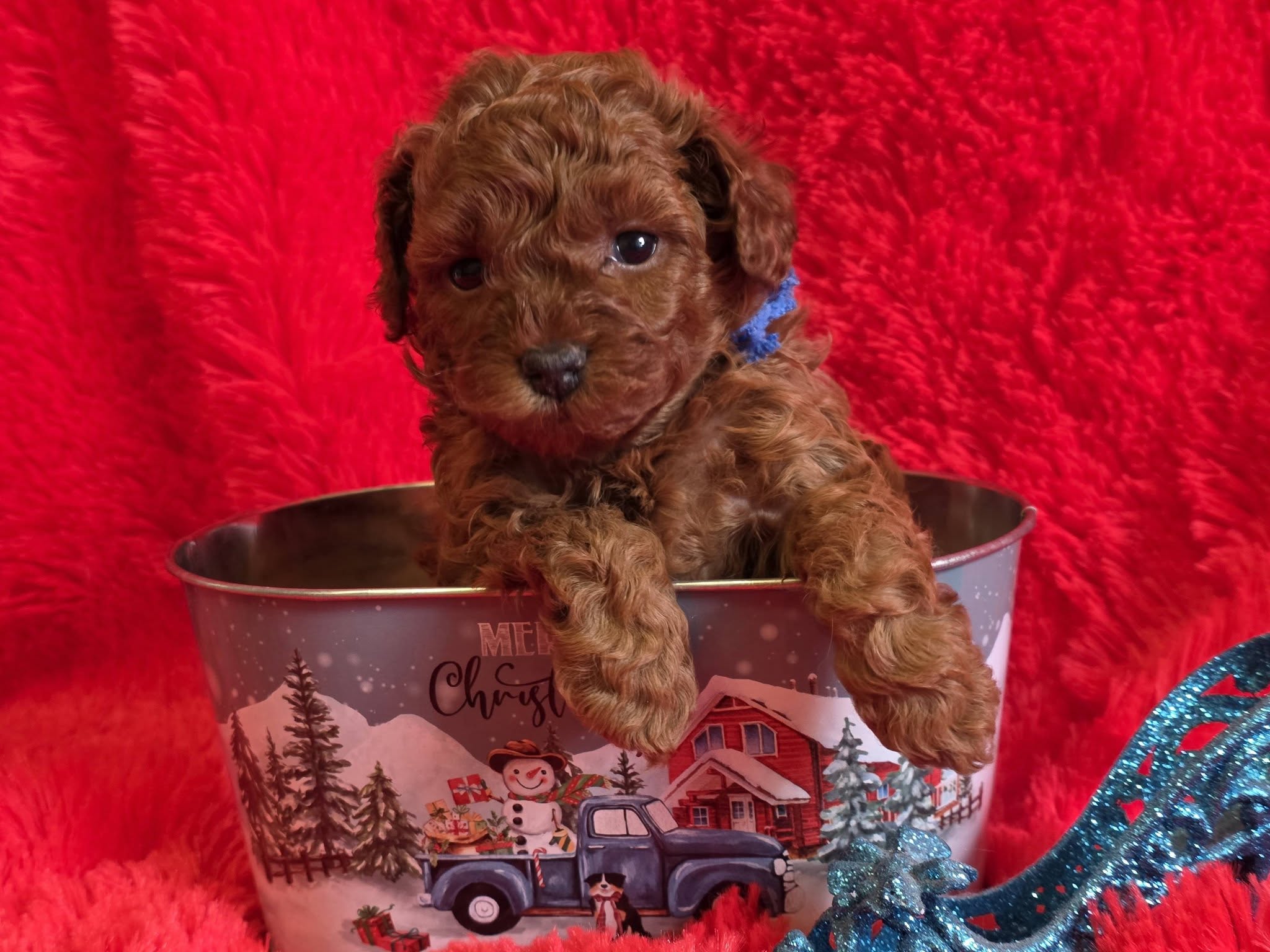 Kenan | Purebred, healthy Toy Poodle puppy for sale | NewDoggy.com