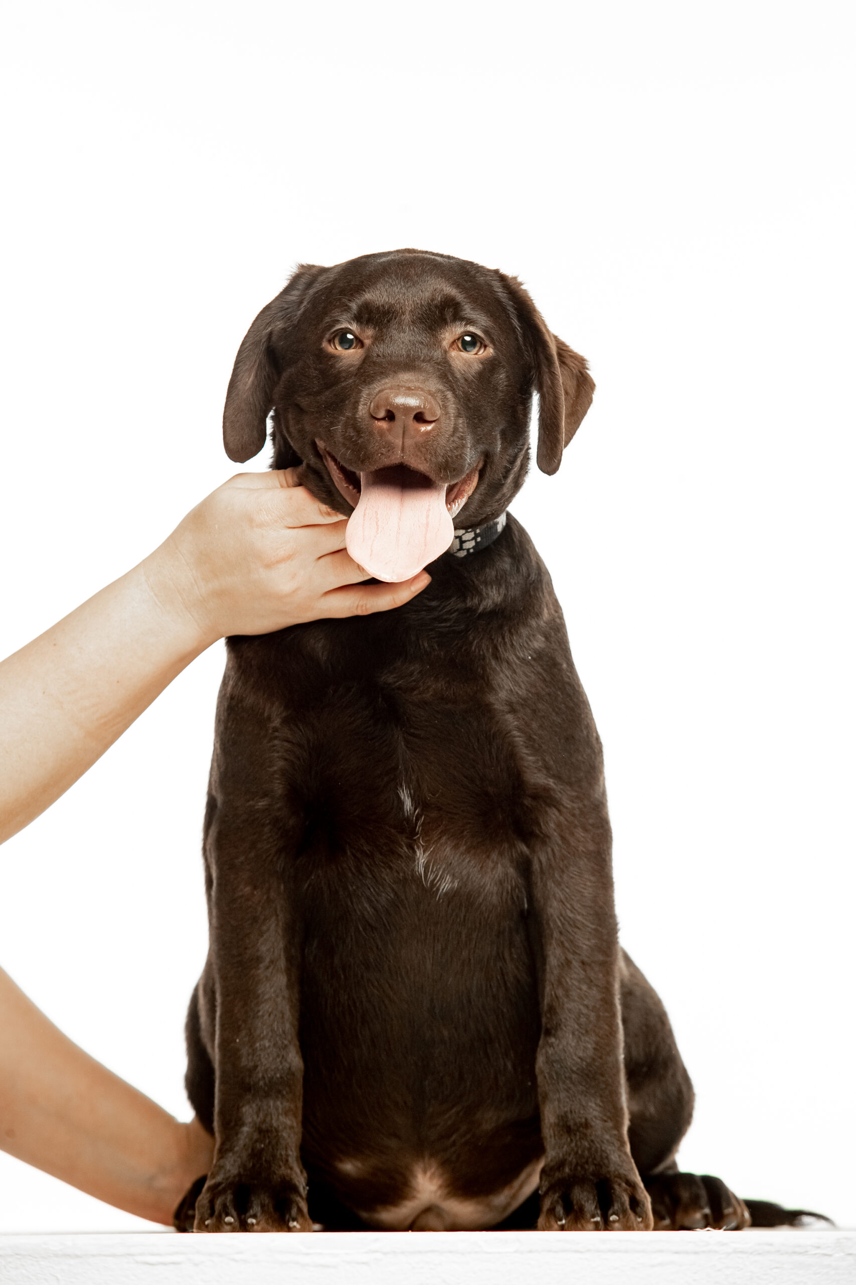 Loyd | Purebred, healthy Labrador Retriever puppy for sale | NewDoggy.com