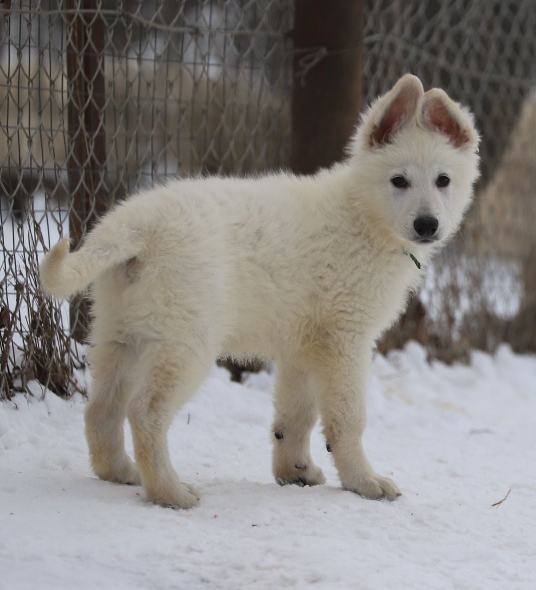 Mr Green | Purebred, healthy White Swiss Shepherd puppy for sale ...