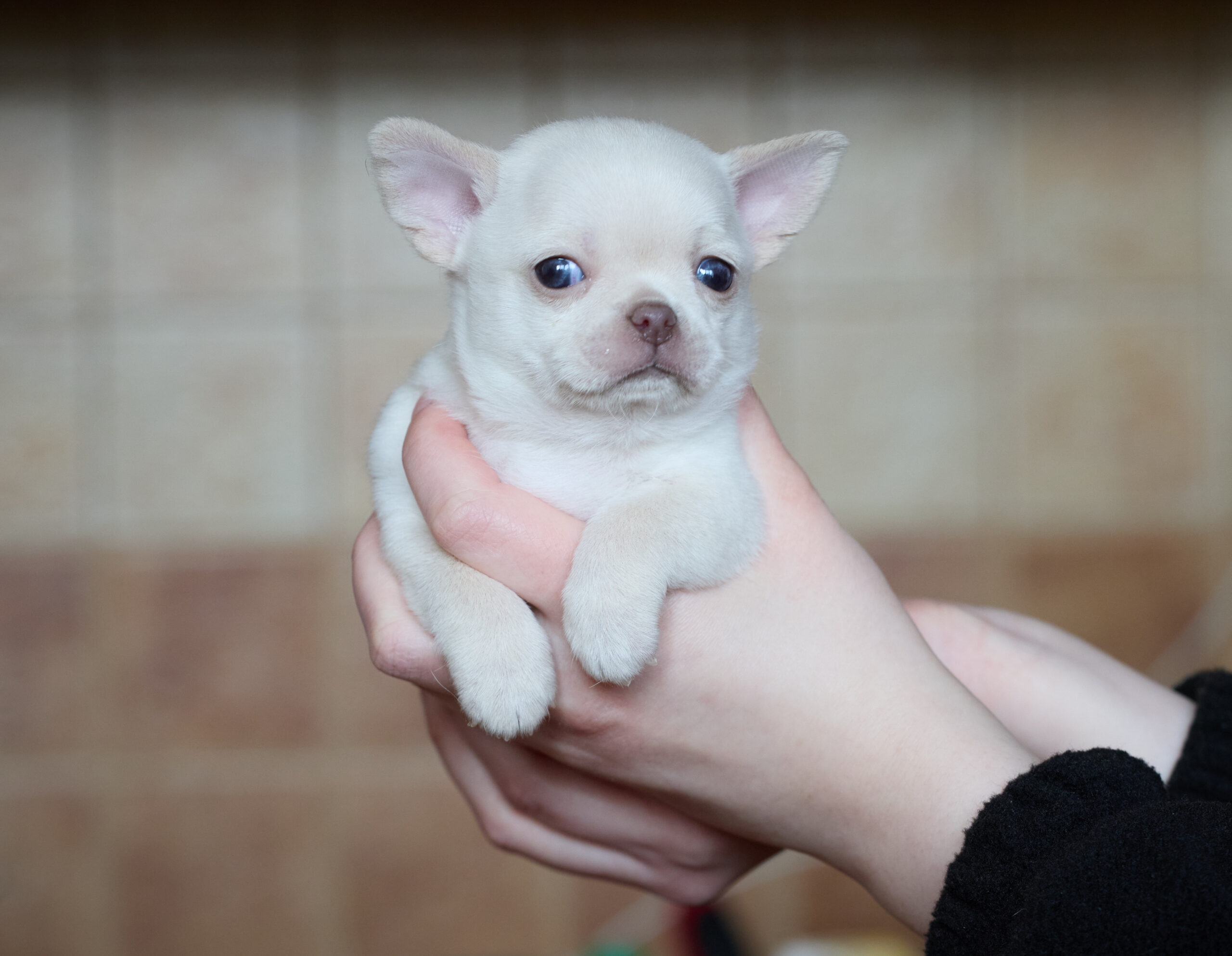 Prody | Purebred, healthy Chihuahua puppy for sale | NewDoggy.com