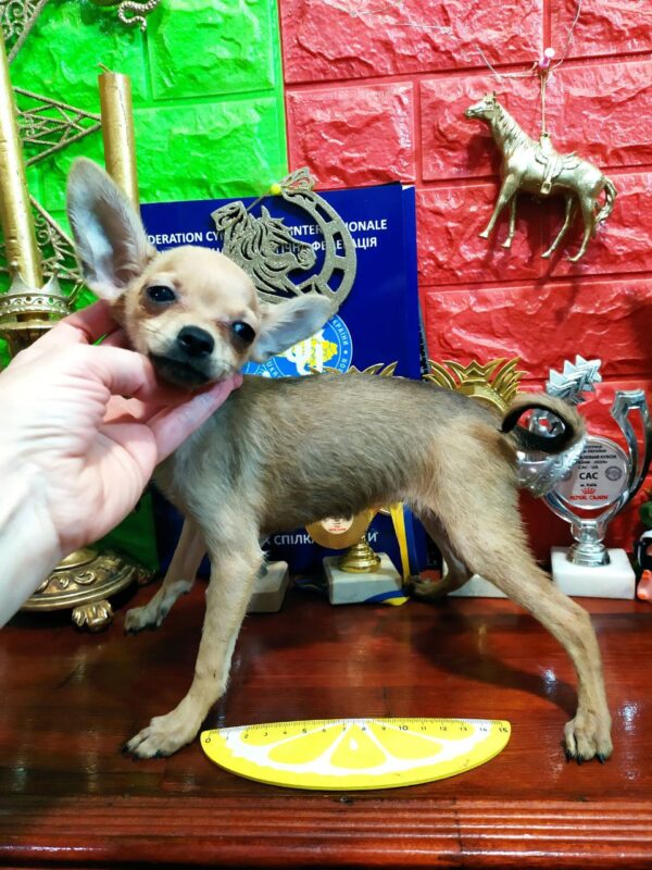 Vikky | Purebred, healthy Russian Toy Terrier puppy for sale | NewDoggy.com